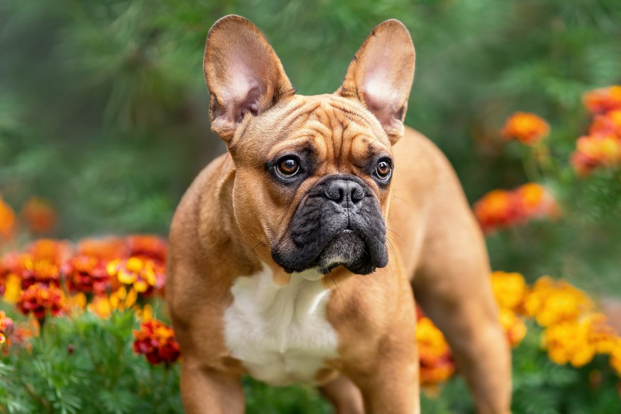 French Bull Dog Breed Guide French Bull Dog Breed Guide