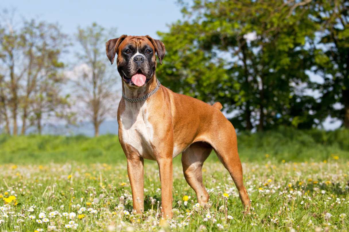 Boxer Dog Breed Health And Wellness Guide Boxer Dog Breed Health And Wellness Guide